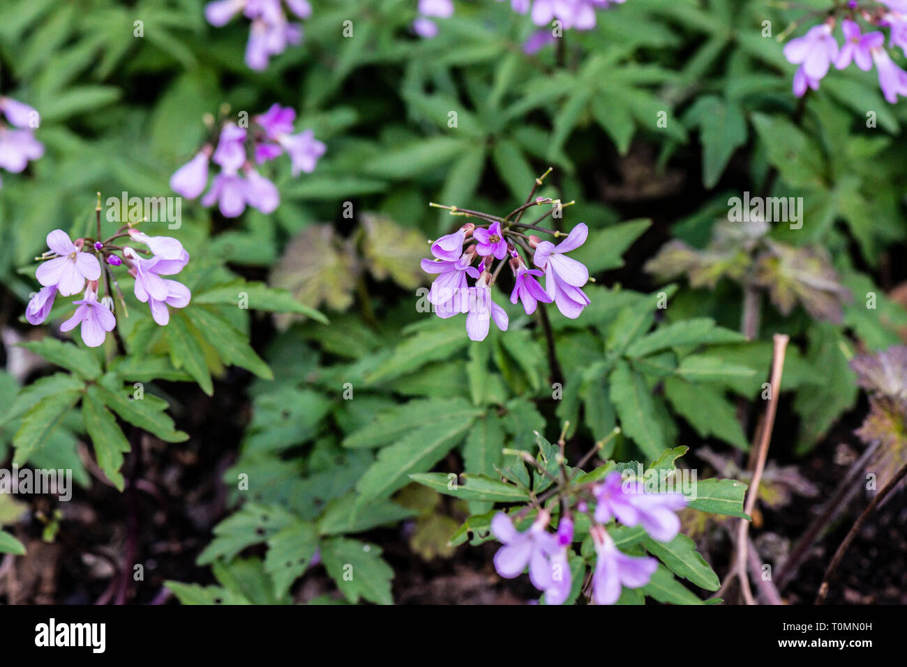 A five-leaved cuckoo flower (Cardamine quinquefolia) in flower Stock ...