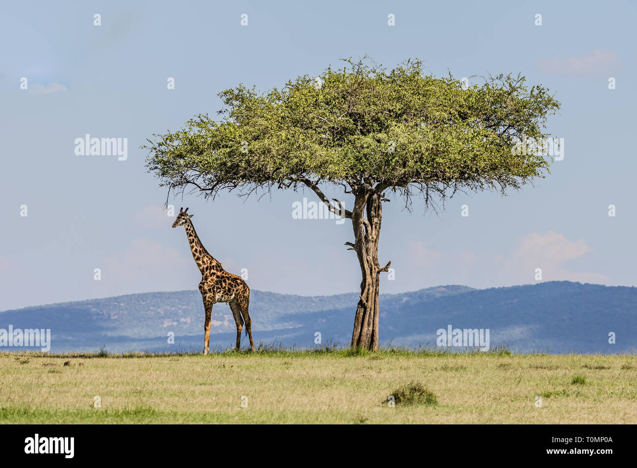 Giraffe under tree hi-res stock photography and images - Alamy