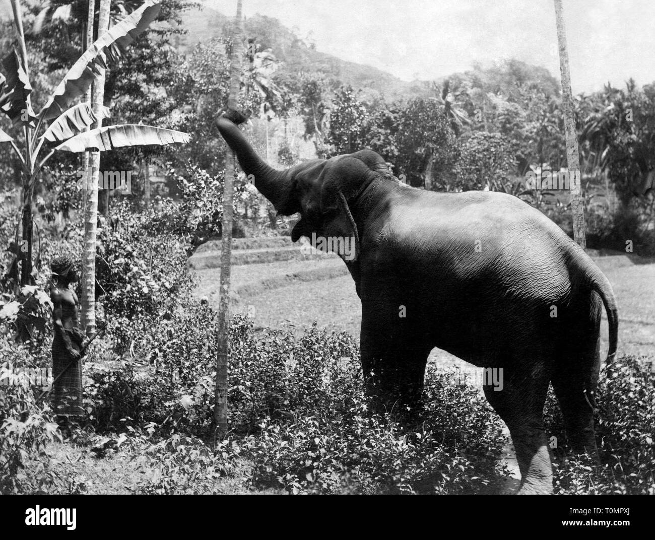asia, sri lanka, Sri Lankan sacred elephant for Buddhists, 1910 Stock ...
