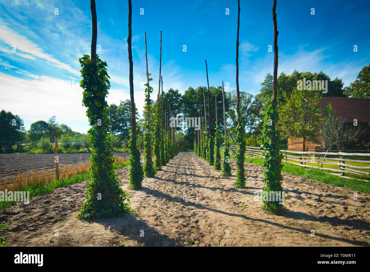 Hop poles hi-res stock photography and images - Alamy