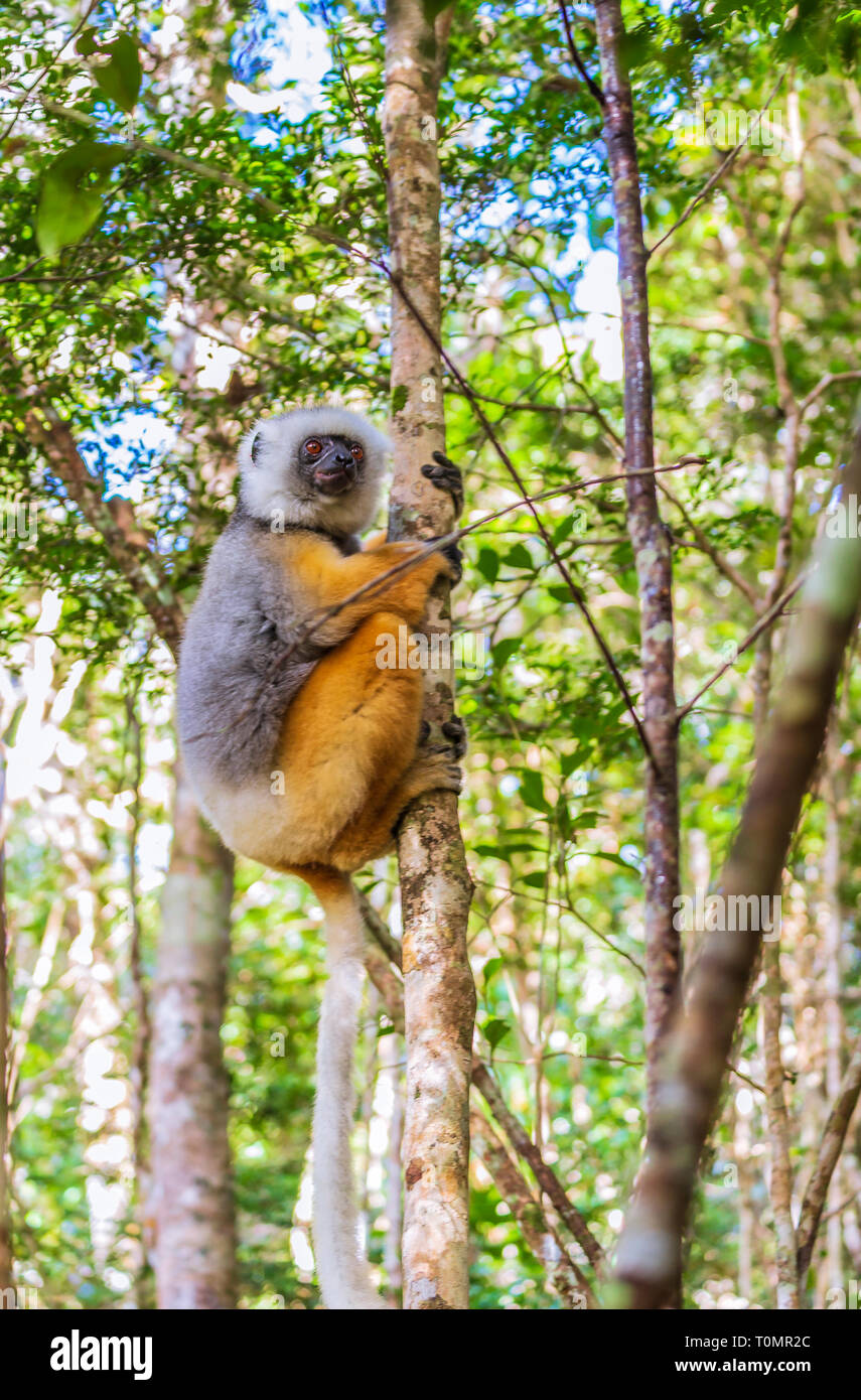 Lemur rests in a tree in a rain forest in Madagascar Stock Photo - Alamy
