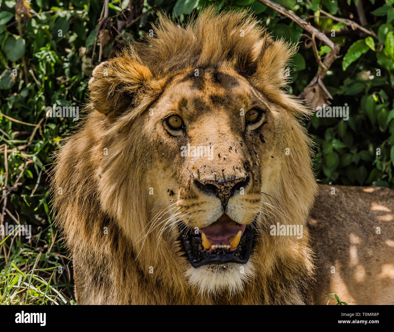 A Male Lion resting under the tree and panting heavily in Masai Mara ...