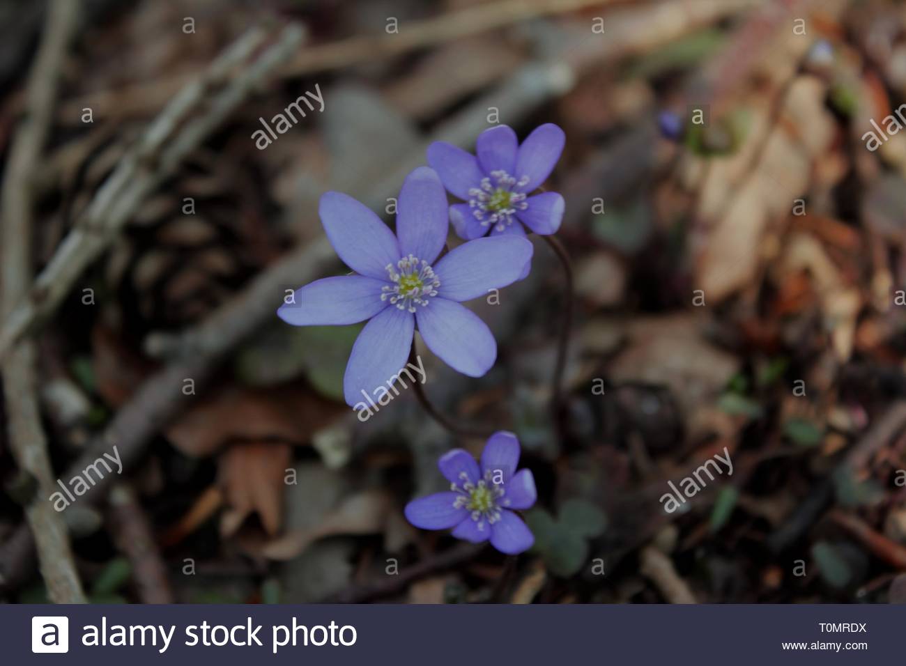 Blue flowers hepatica nobilis hi-res stock photography and images - Alamy