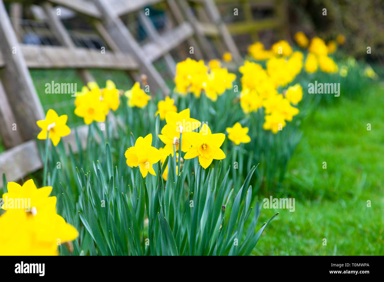 Row of daffodils hi-res stock photography and images - Alamy