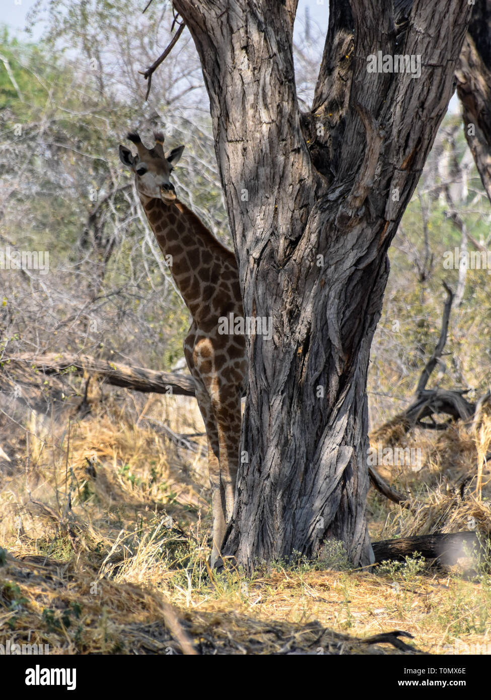 Moremi Game Reserve, Botswana. September 2017 Stock Photo - Alamy