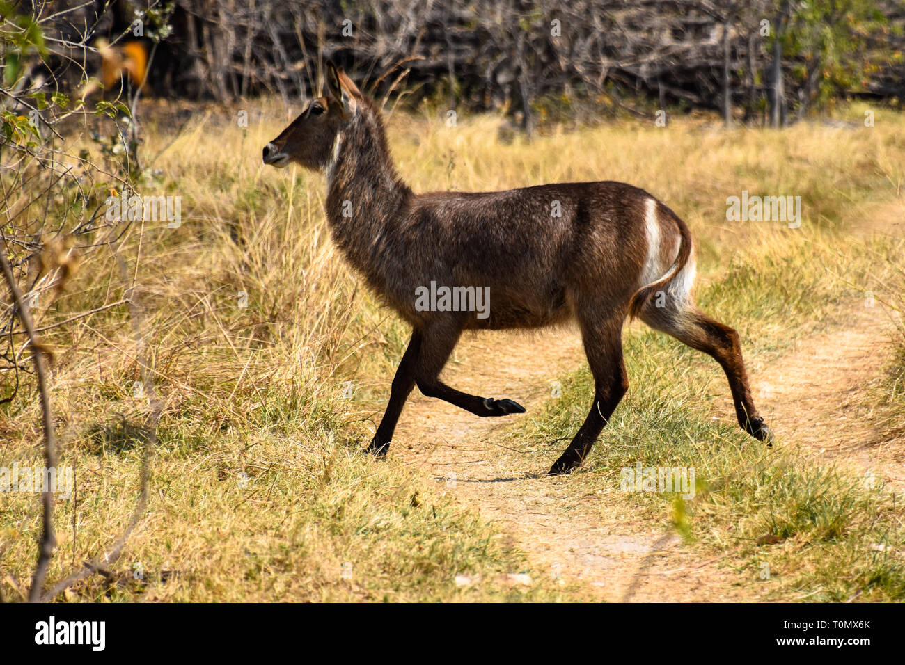 Moremi Game Reserve, Botswana. September 2017 Stock Photo - Alamy