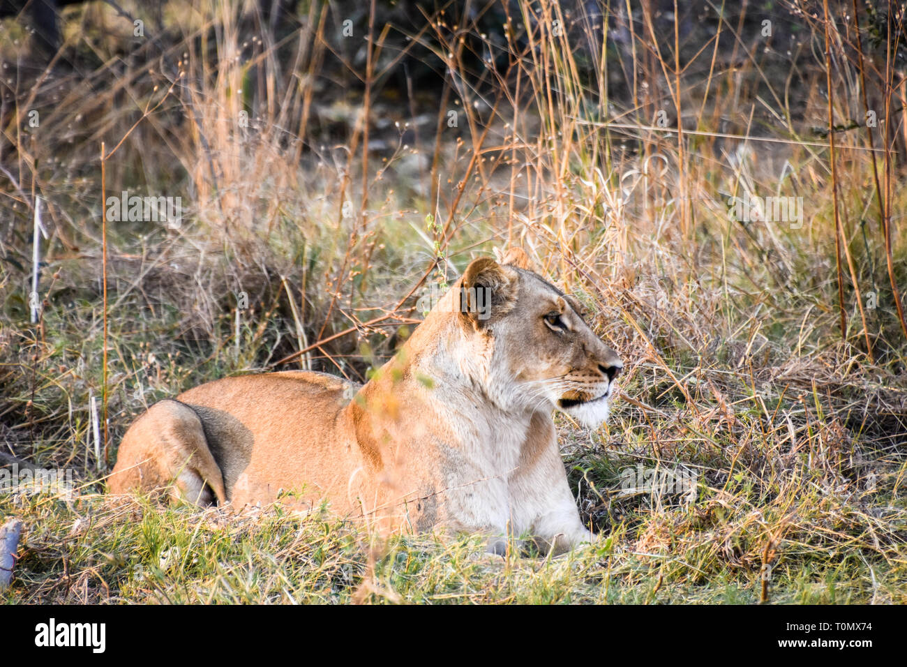 Moremi Game Reserve, Botswana. September 2017 Stock Photo - Alamy