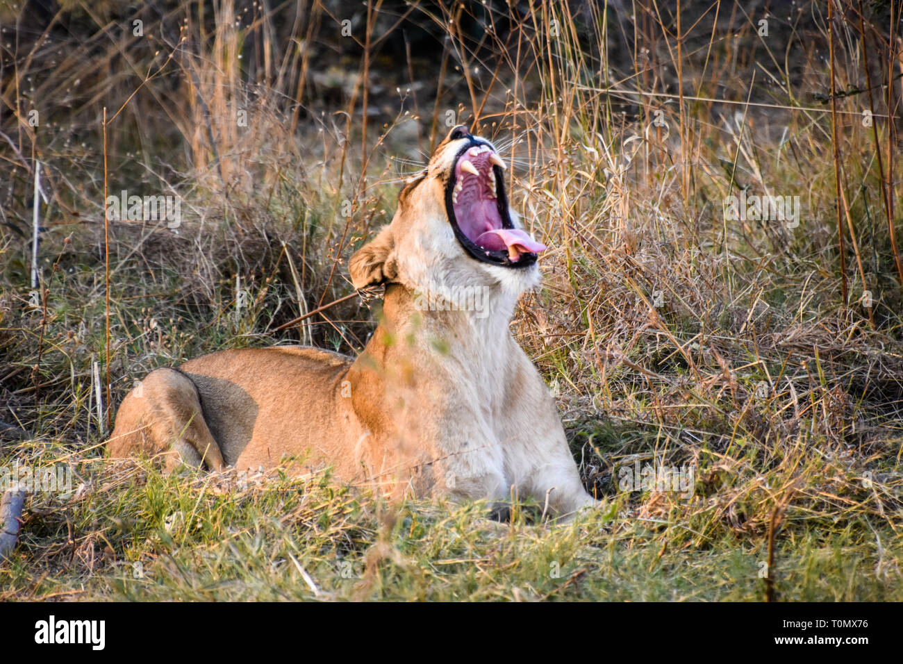 Moremi Game Reserve, Botswana. September 2017 Stock Photo - Alamy