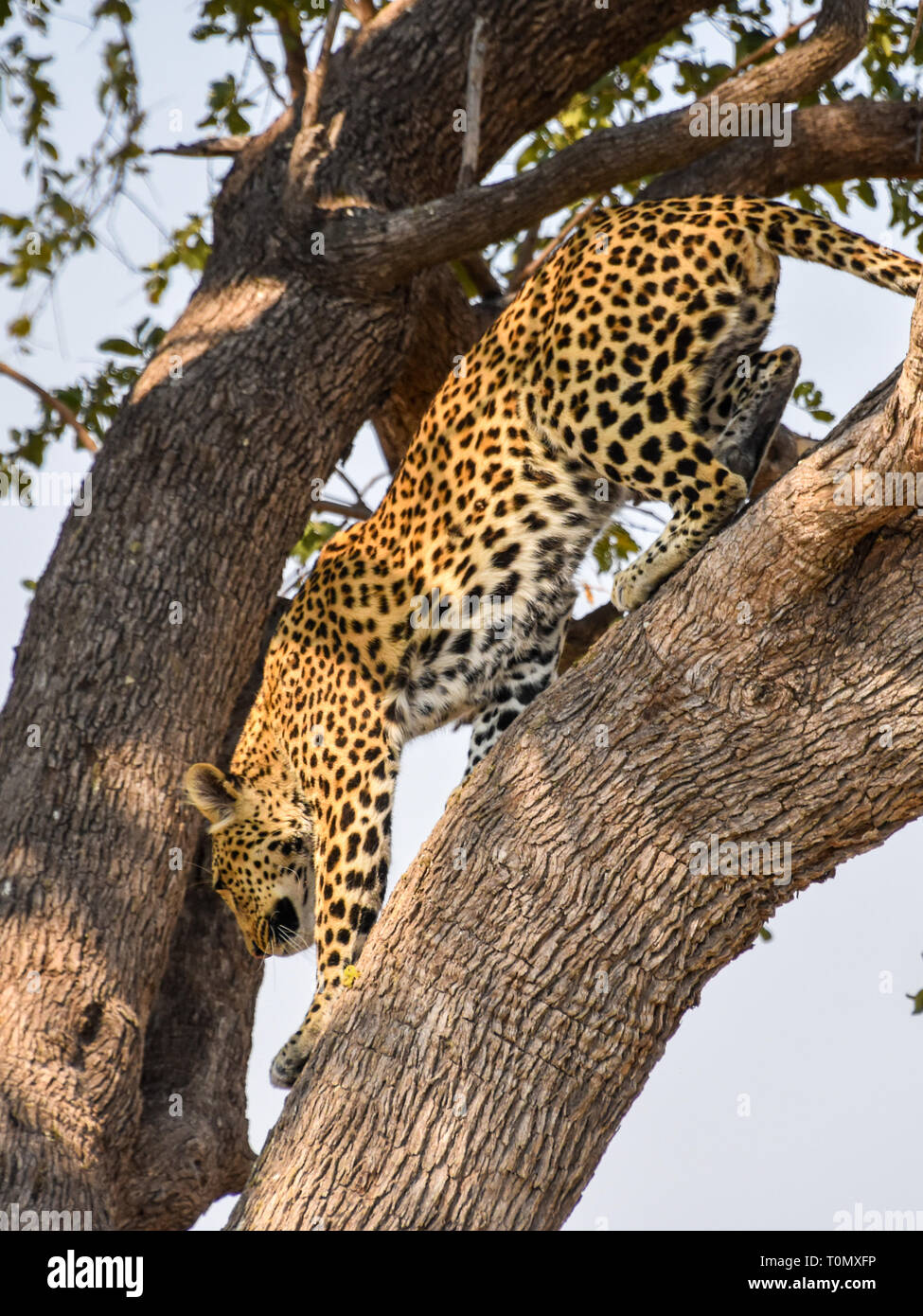 Moremi Game Reserve, Botswana. September 2017 Stock Photo - Alamy