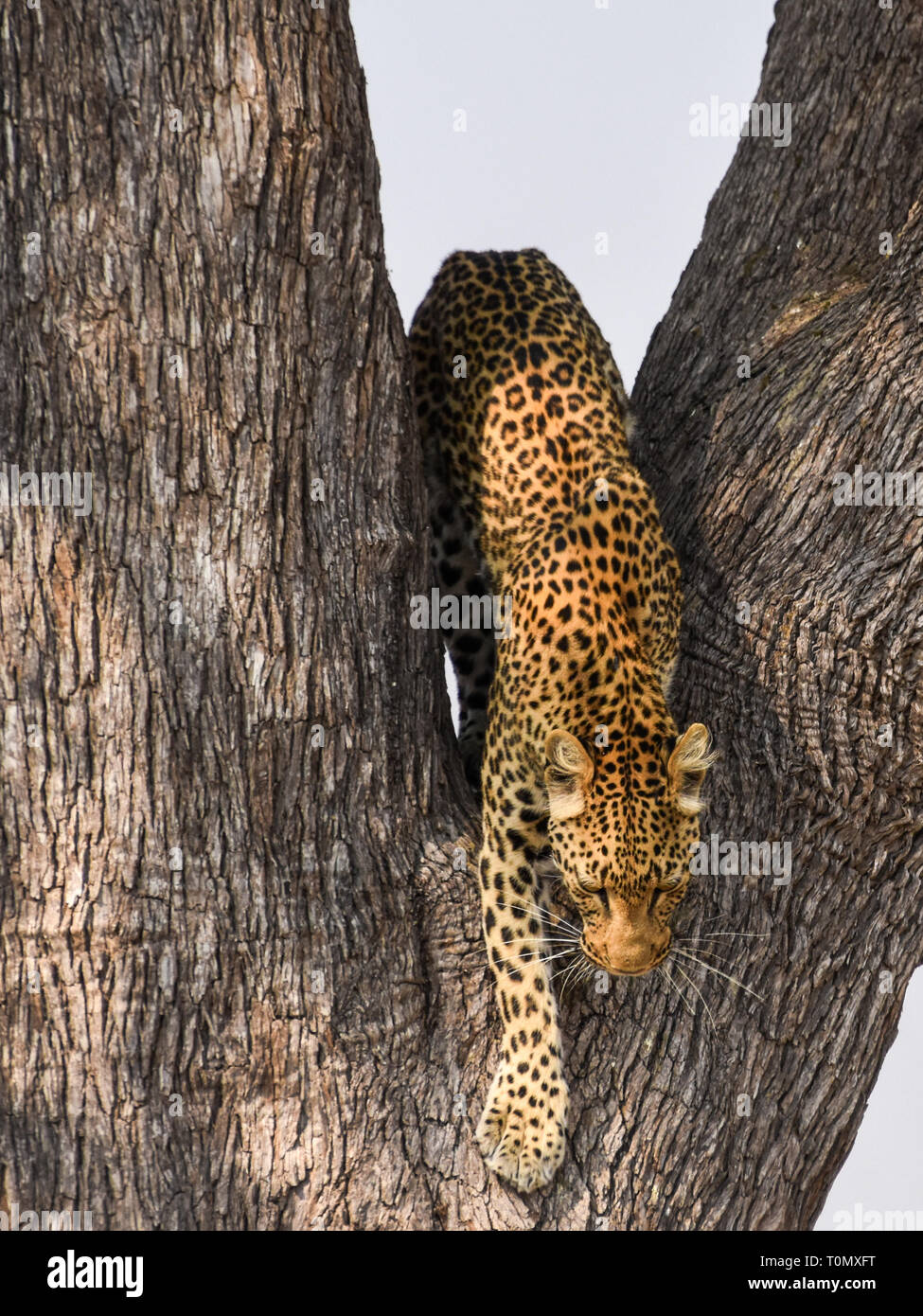 Moremi Game Reserve, Botswana. September 2017 Stock Photo - Alamy