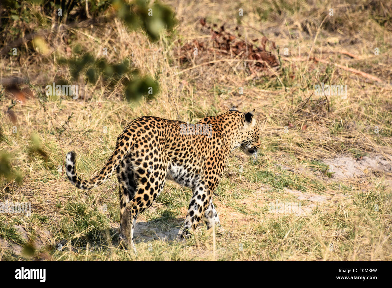 Moremi Game Reserve, Botswana. September 2017 Stock Photo - Alamy