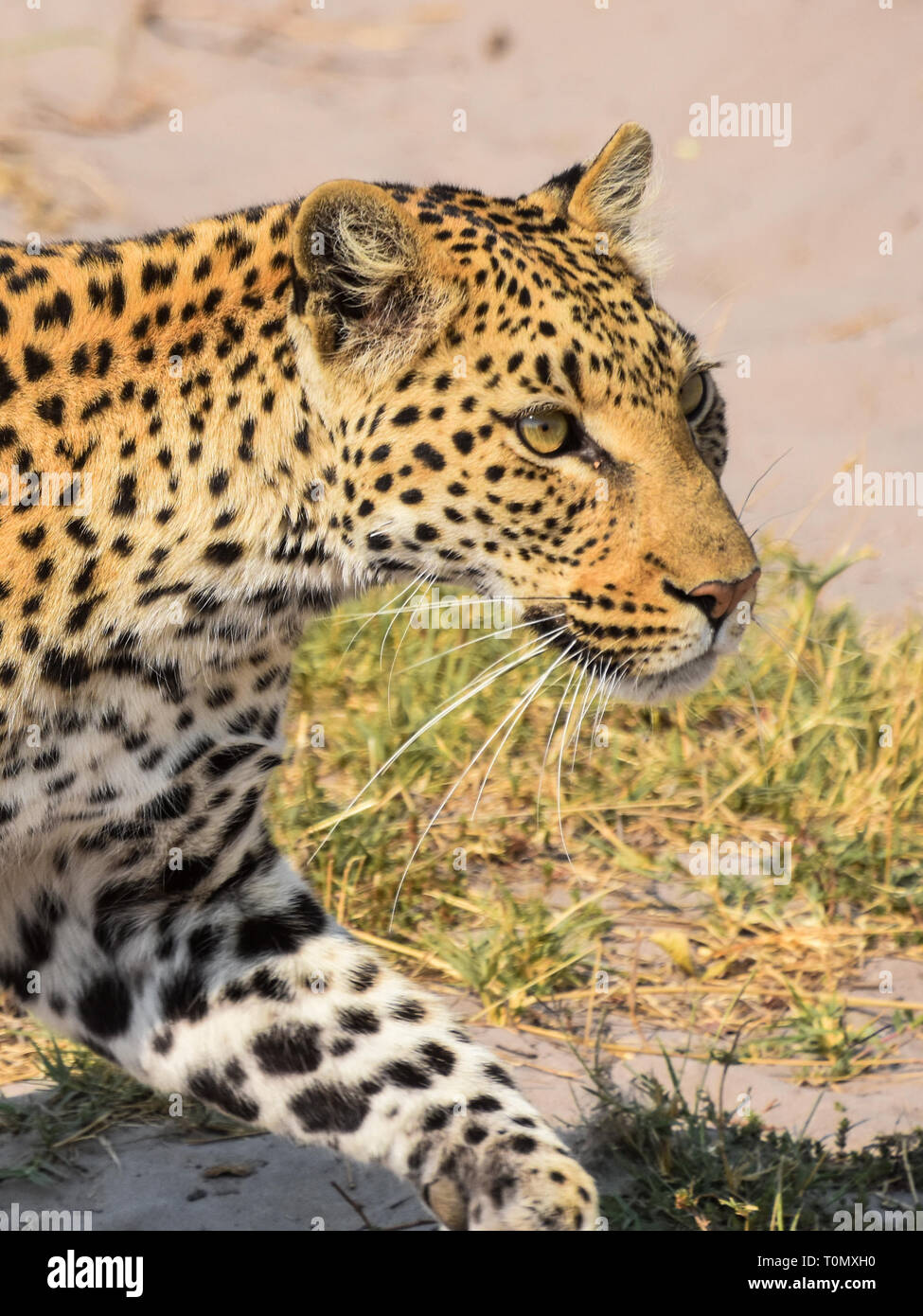 Moremi Game Reserve, Botswana. September 2017 Stock Photo - Alamy