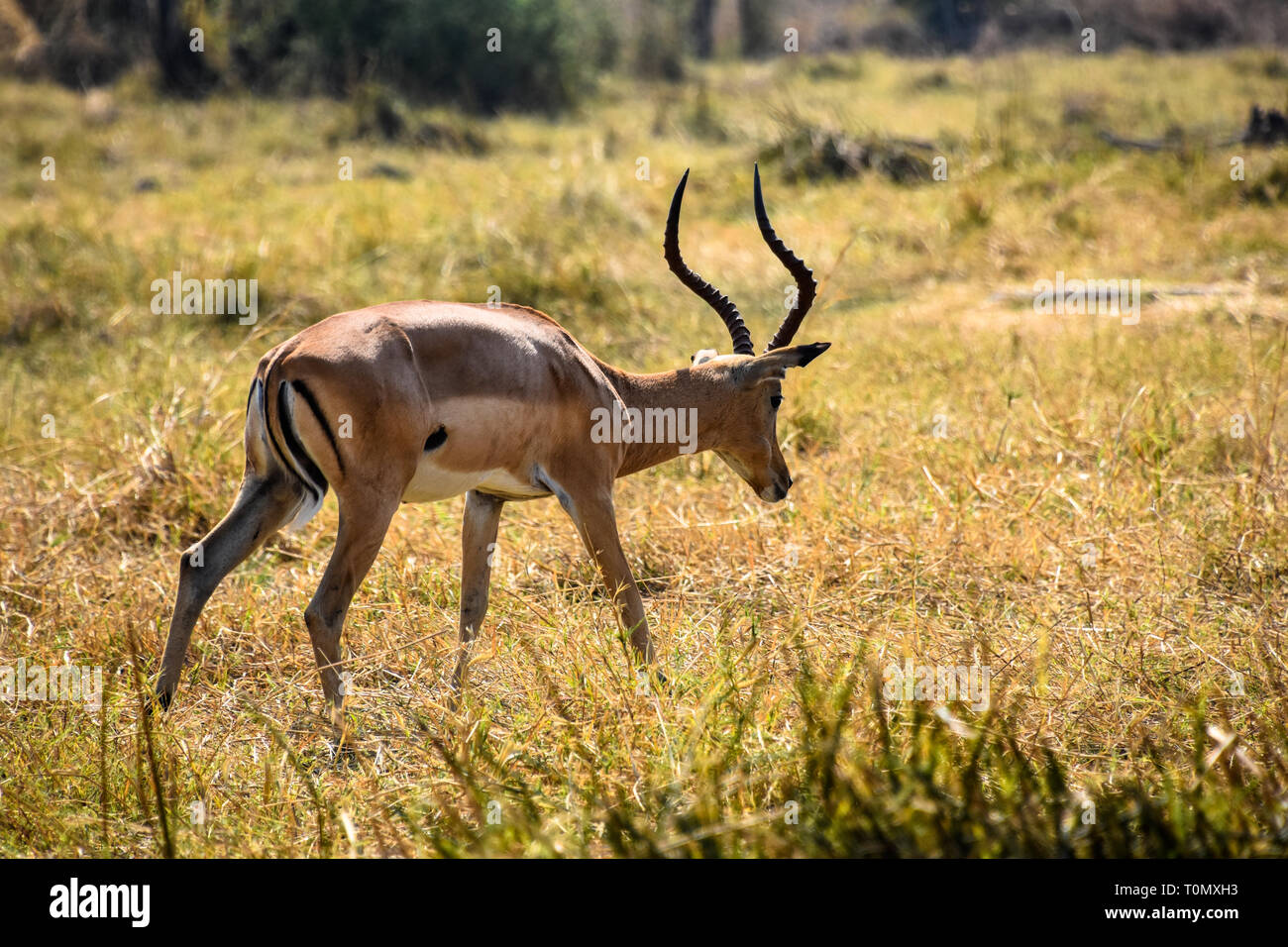 Moremi Game Reserve, Botswana. September 2017 Stock Photo - Alamy