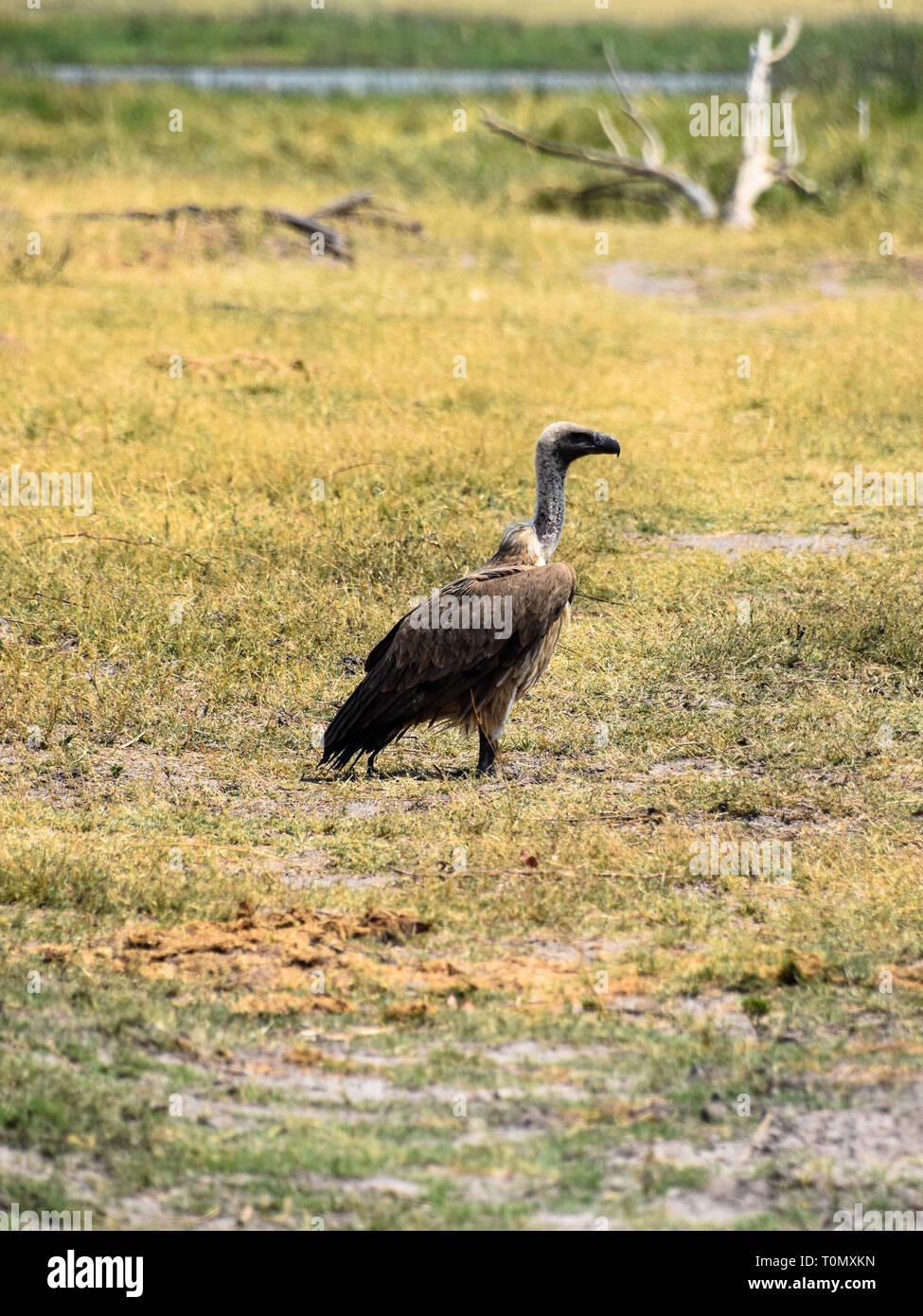 Moremi Game Reserve, Botswana. September 2017 Stock Photo - Alamy