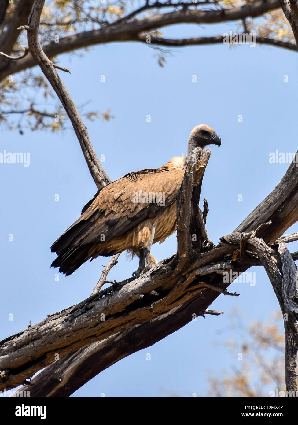 Moremi Game Reserve, Botswana. September 2017 Stock Photo - Alamy