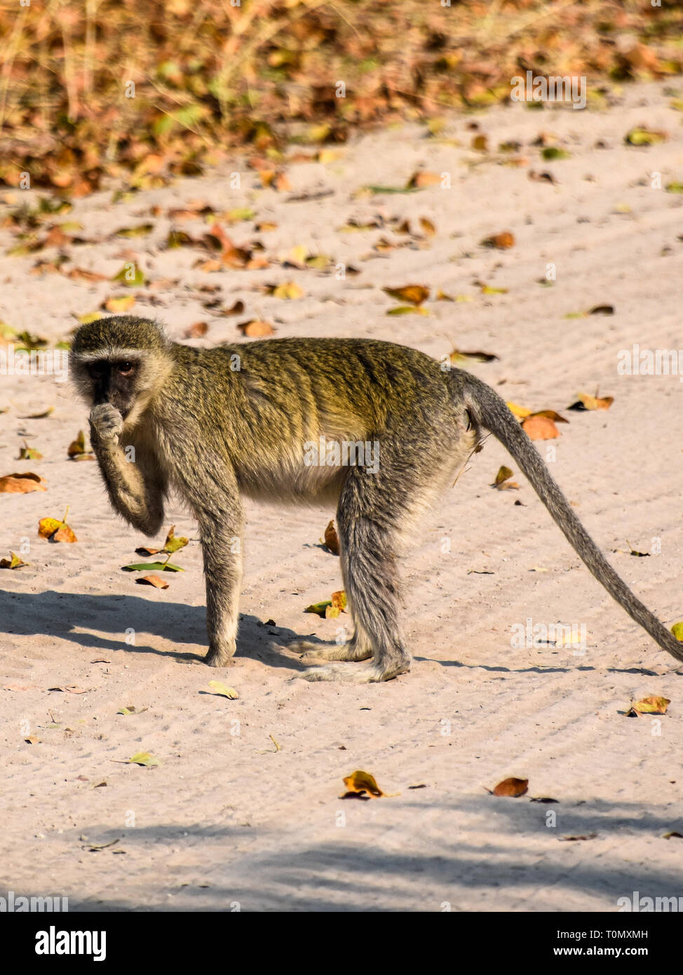 Moremi Game Reserve, Botswana. September 2017 Stock Photo - Alamy