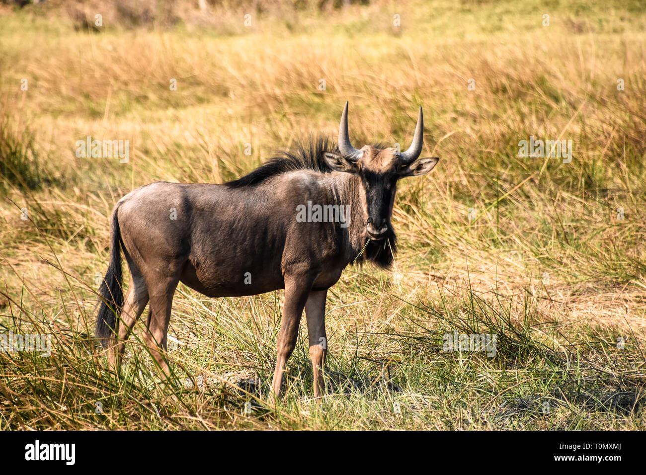 Moremi Game Reserve, Botswana. September 2017 Stock Photo - Alamy
