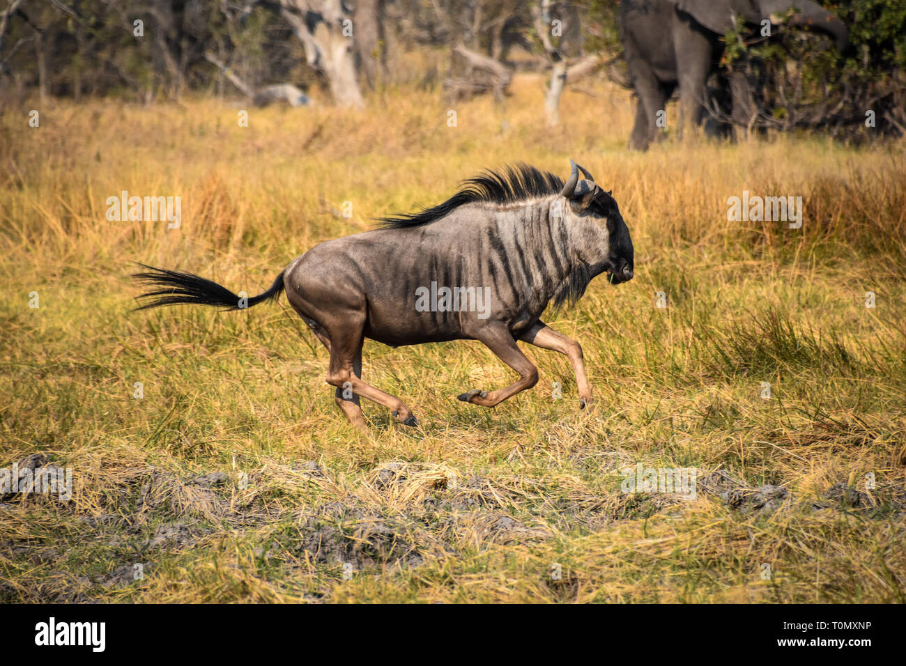 Moremi Game Reserve, Botswana. September 2017 Stock Photo - Alamy