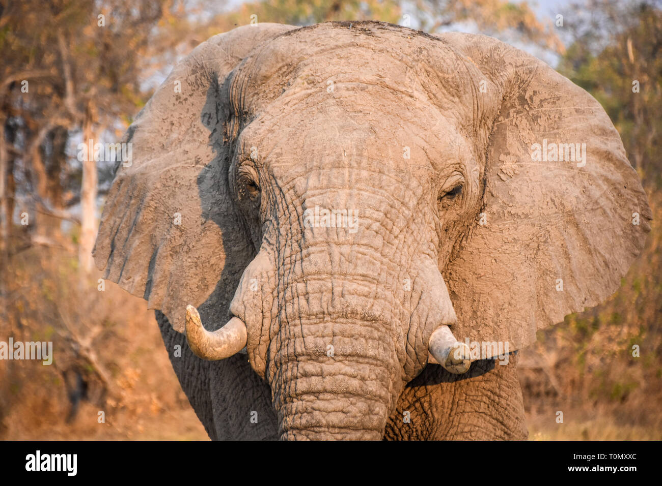 African elephant face hi-res stock photography and images - Alamy