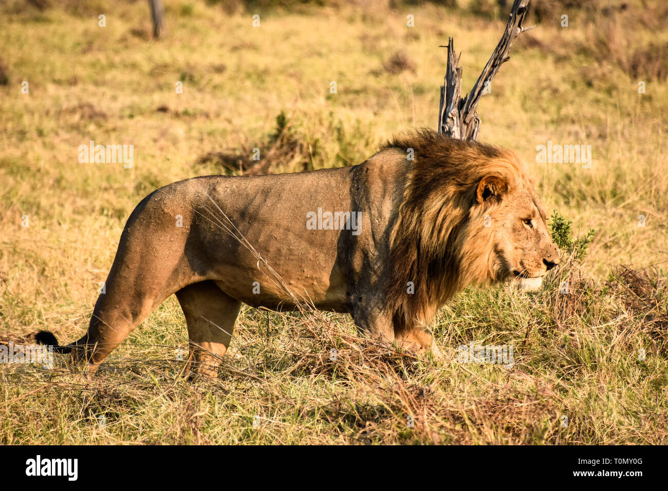 Male Lion Stalking