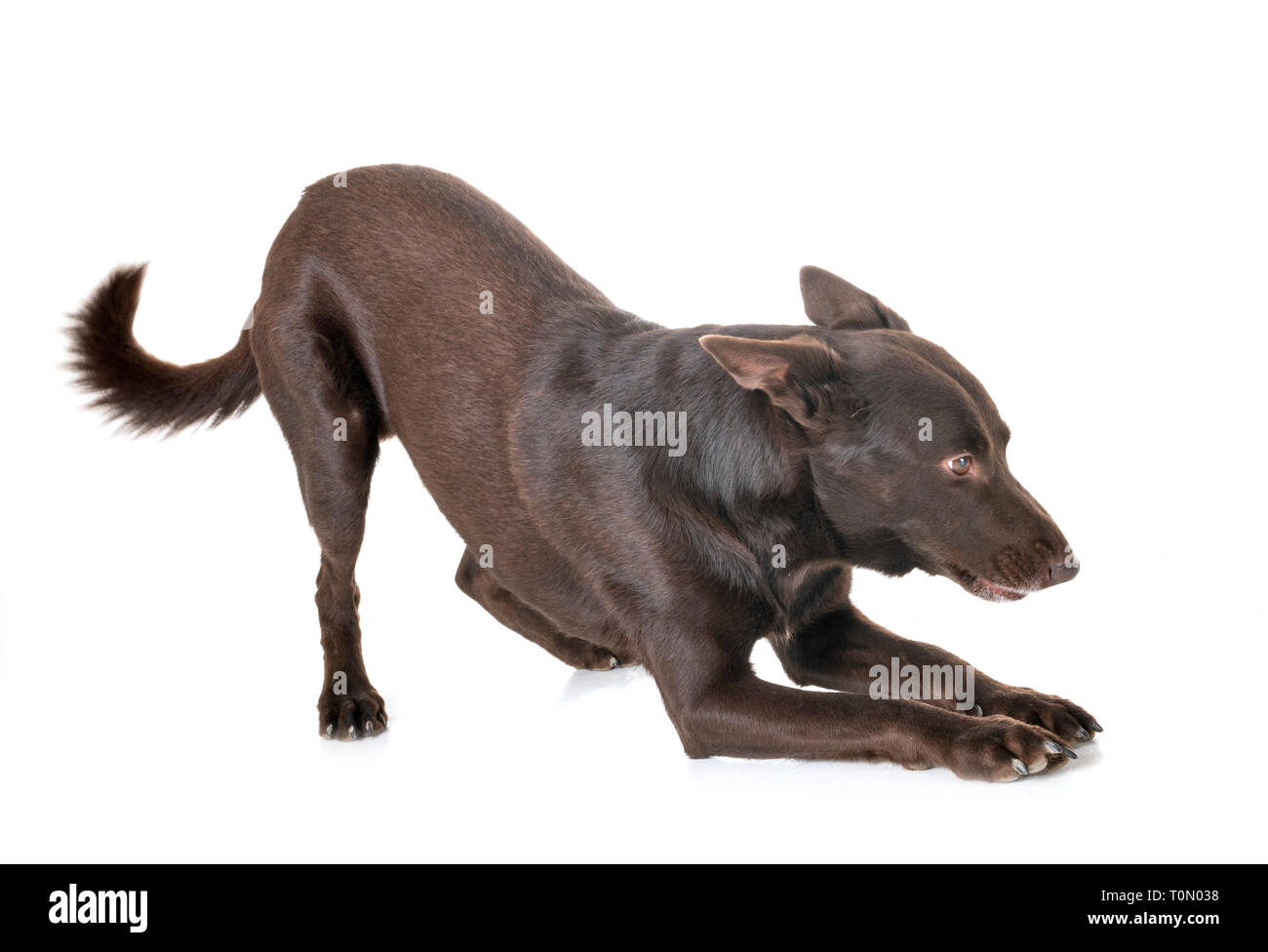 Australian Kelpie in front of white background Stock Photo - Alamy