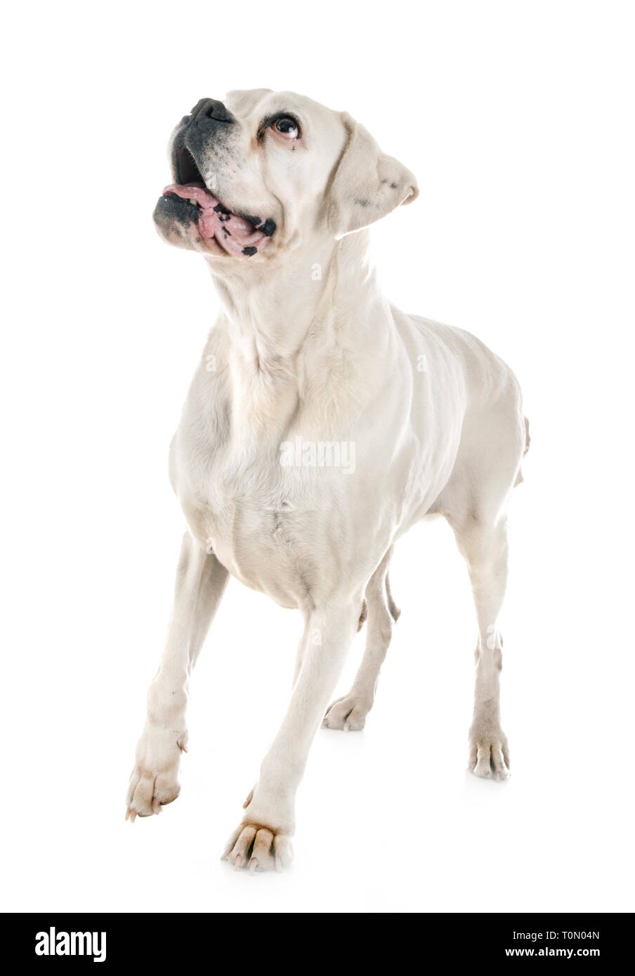 white boxer in front of white background Stock Photo - Alamy