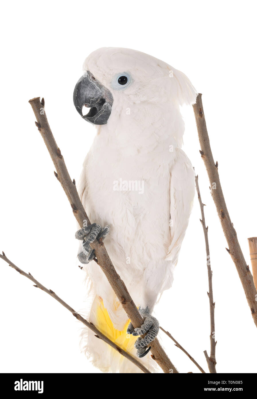 White cockatoo in front of white background Stock Photo - Alamy