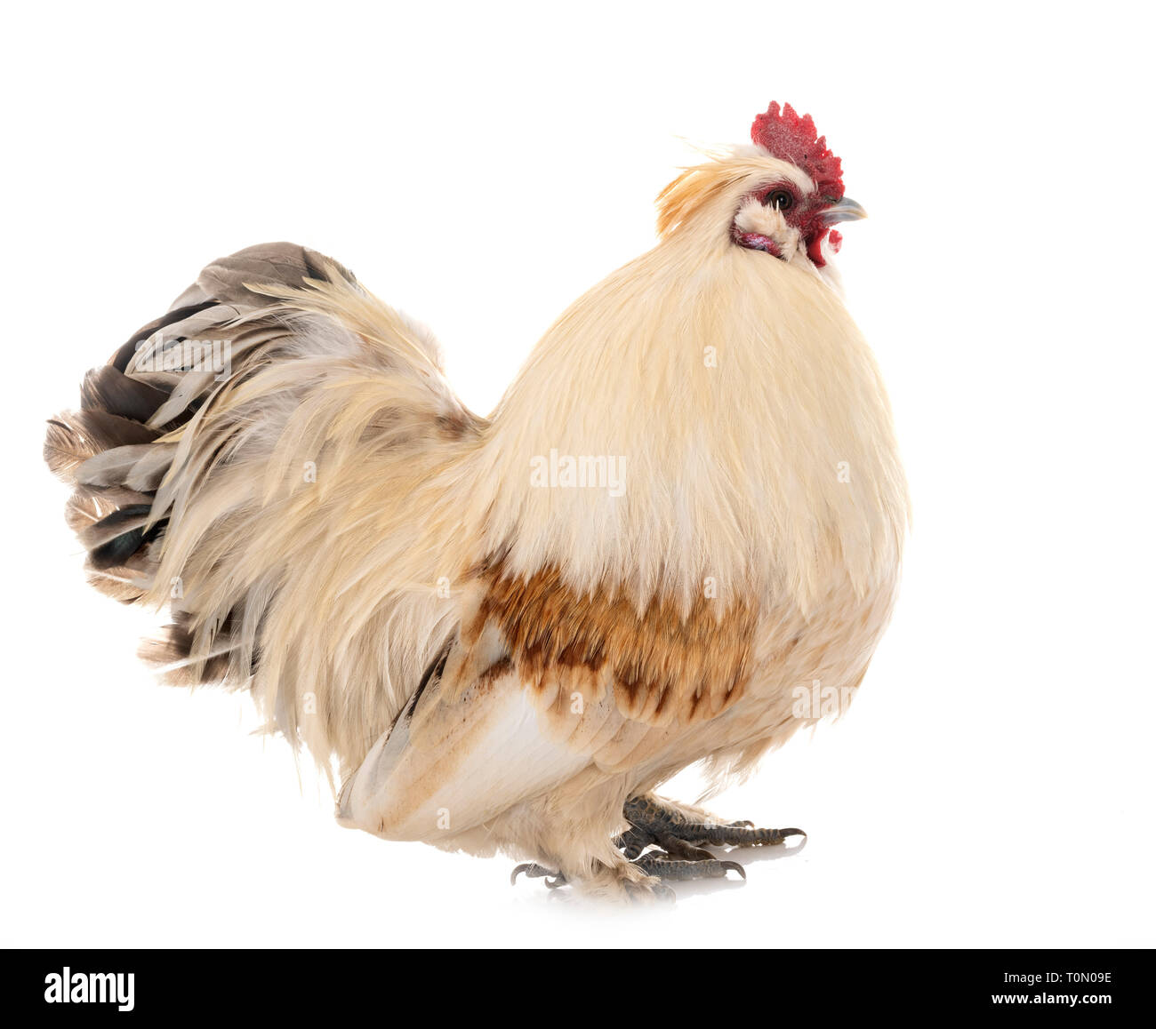 Young rooster hi-res stock photography and images - Alamy