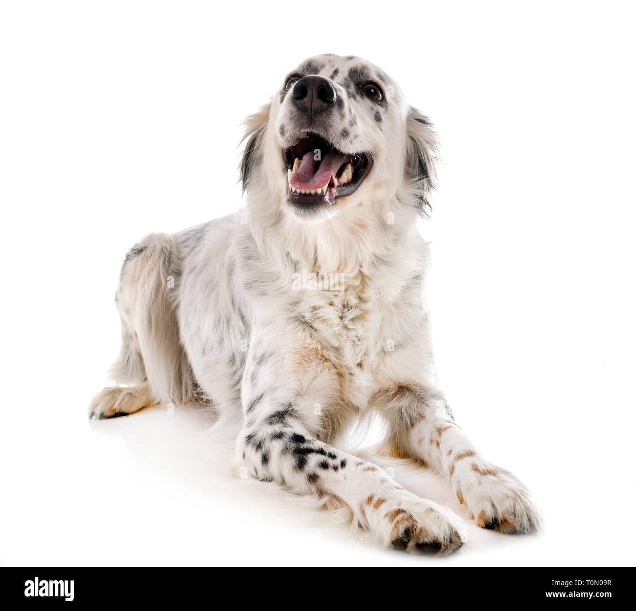 english setter in front of white background Stock Photo - Alamy