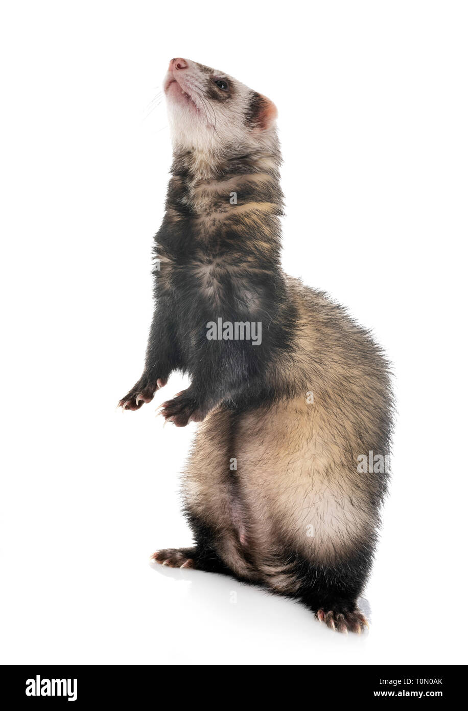 brown ferret in front of white background Stock Photo - Alamy