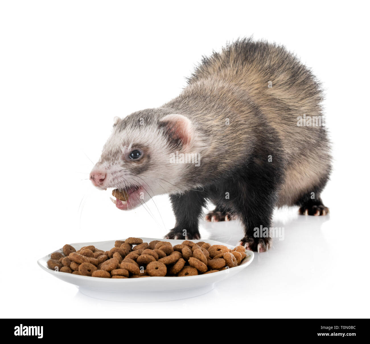 Ferret eating food hi-res stock photography and images - Alamy