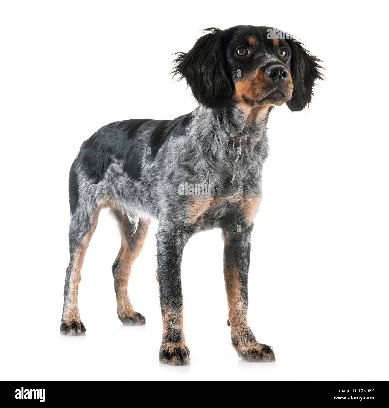 puppy brittany spaniel in front of white background Stock Photo - Alamy