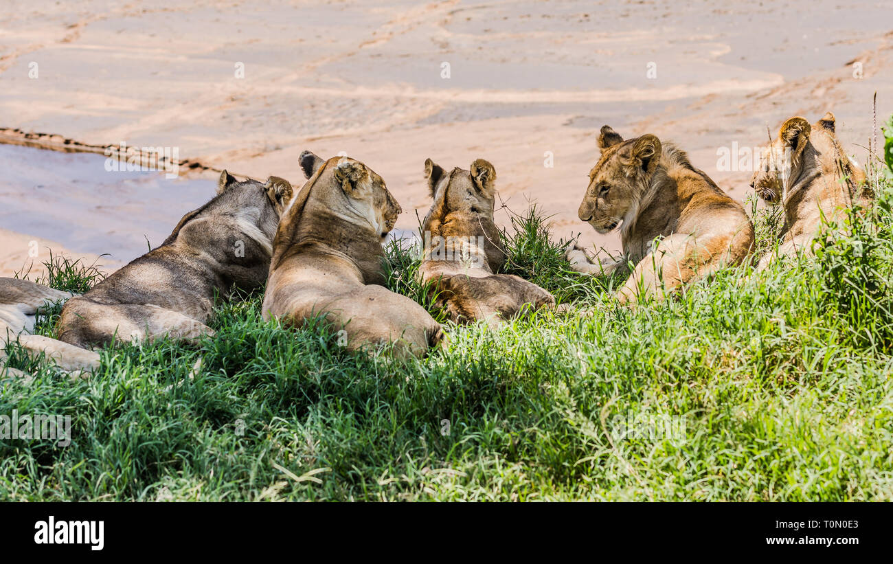 Group of lions hi-res stock photography and images - Alamy
