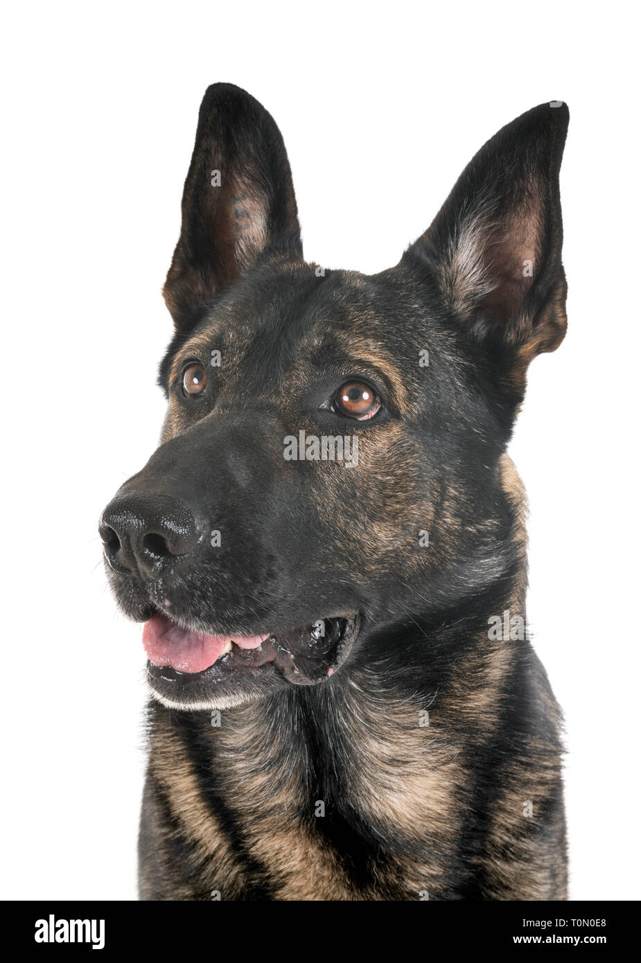 gray german shepherd in front of white background Stock Photo - Alamy