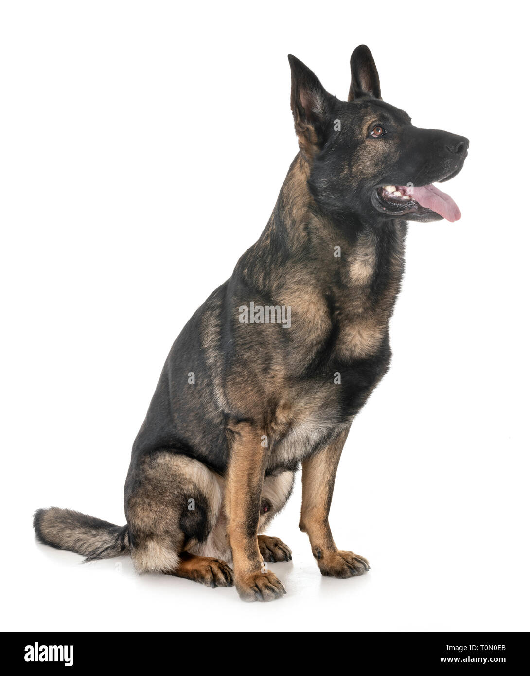 gray german shepherd in front of white background Stock Photo - Alamy