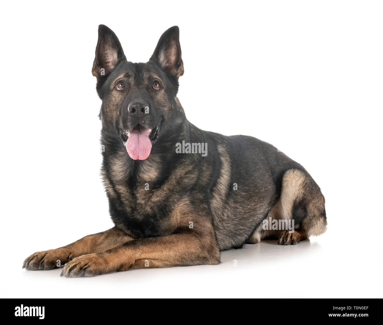 gray german shepherd in front of white background Stock Photo - Alamy