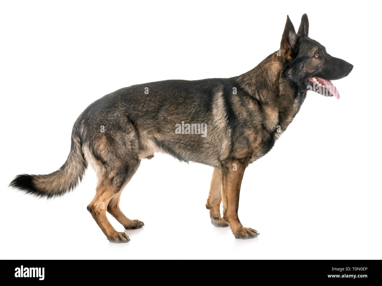 gray german shepherd in front of white background Stock Photo - Alamy