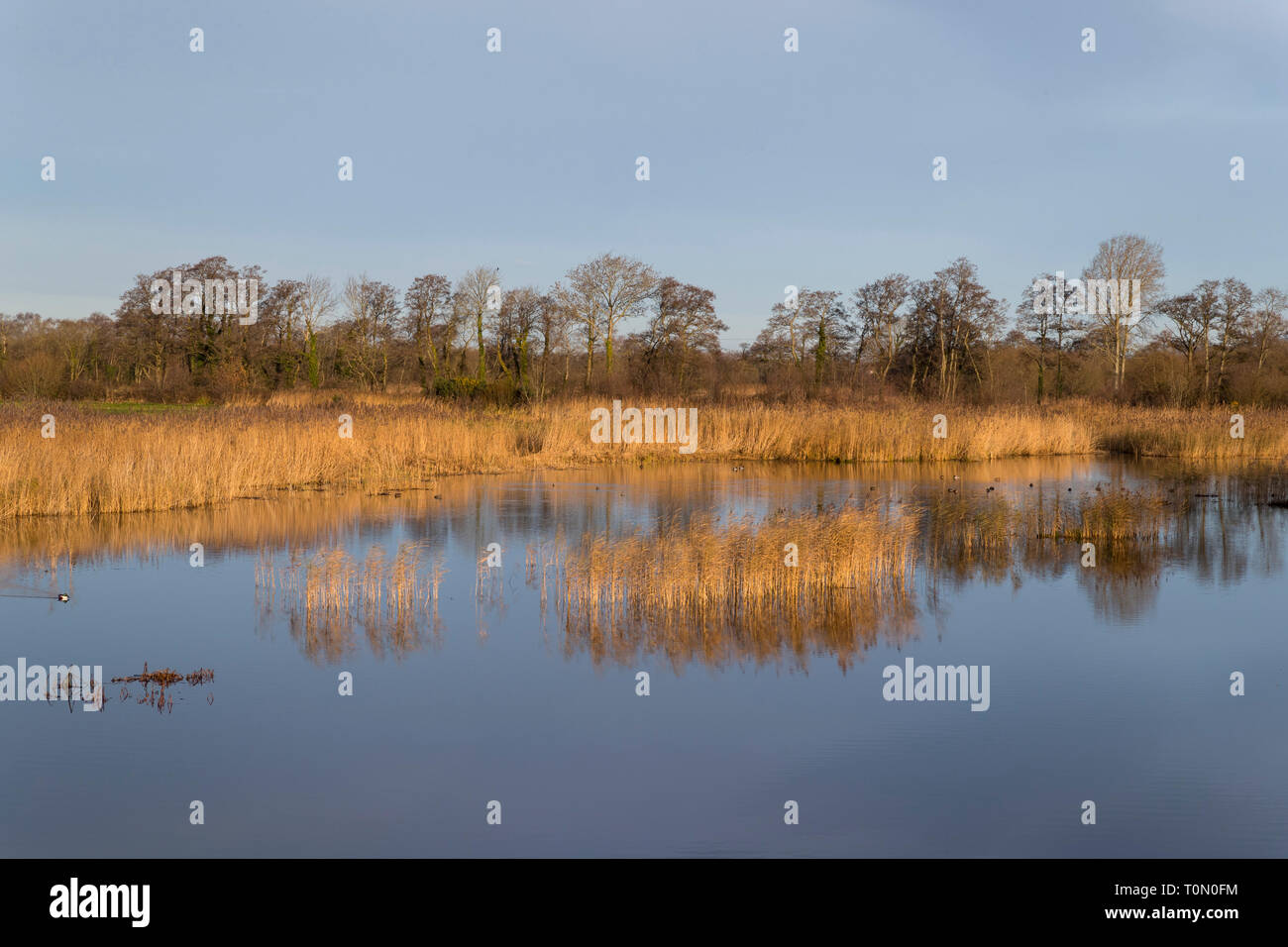 Catcott High Resolution Stock Photography and Images - Alamy