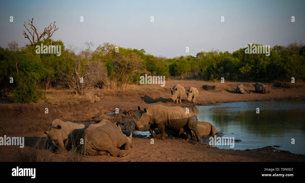 Portrait of white rhinos in the Mkhaya Game Reserve at sunset ...