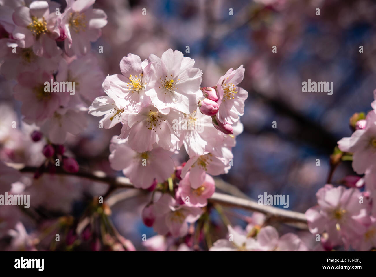 Explosion of griottier flowers in the early days of spring Stock Photo ...