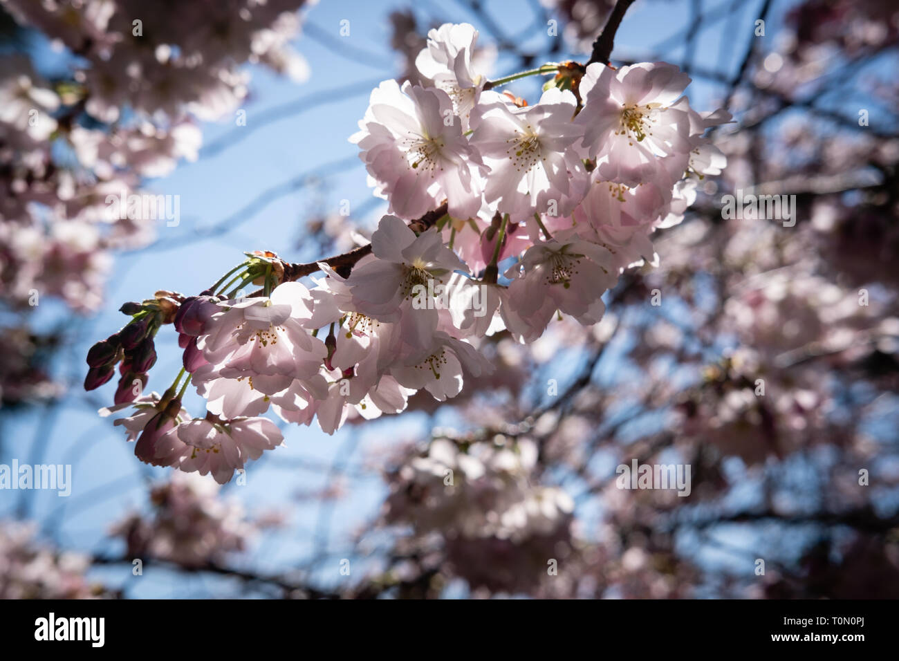 Explosion of griottier flowers in the early days of spring Stock Photo ...