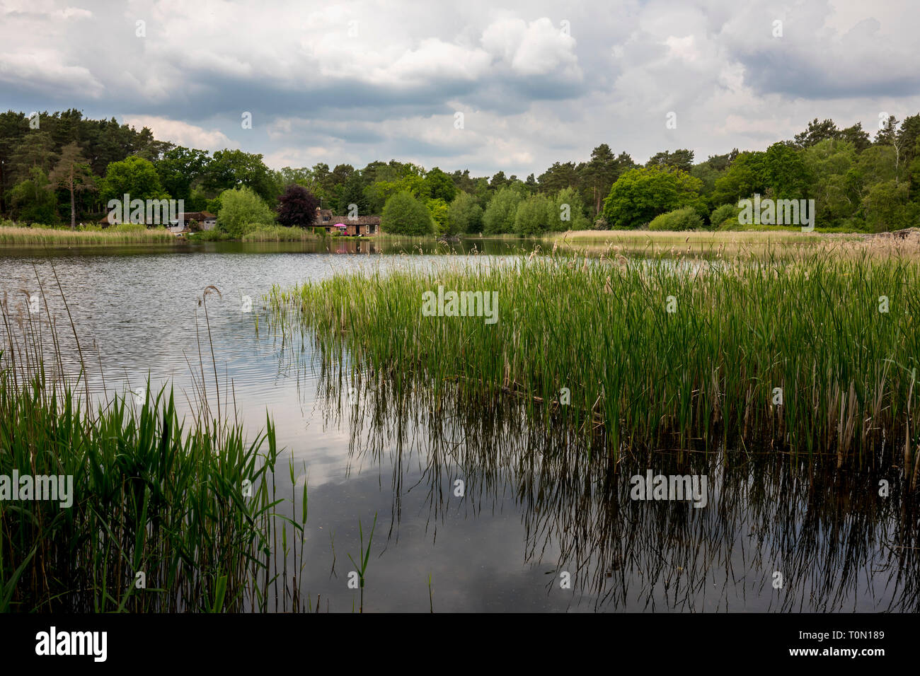 Frensham Little Pond High Resolution Stock Photography and Images - Alamy