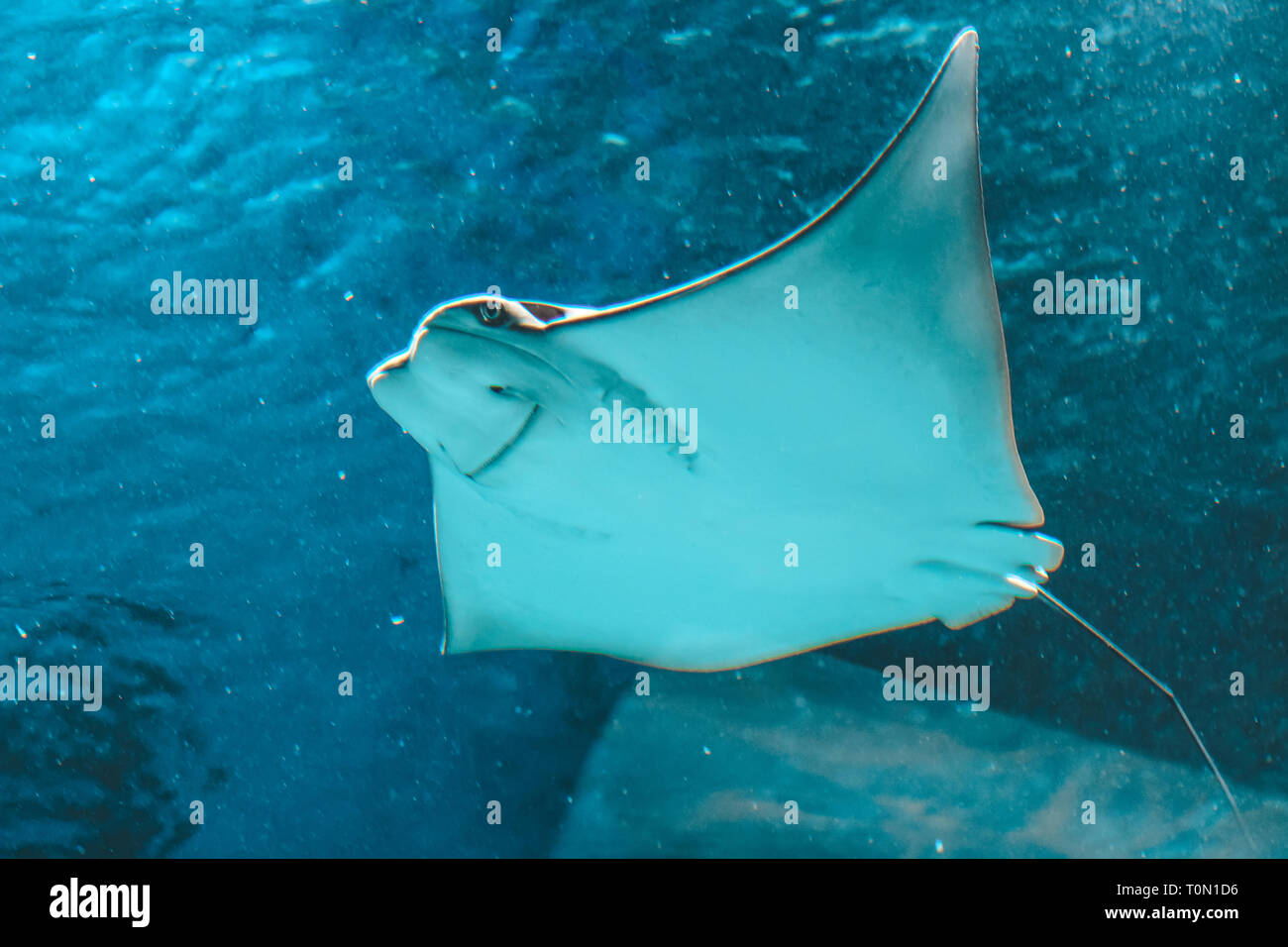 Cute stingray swims in aquarium close-up, bottom view Stock Photo - Alamy