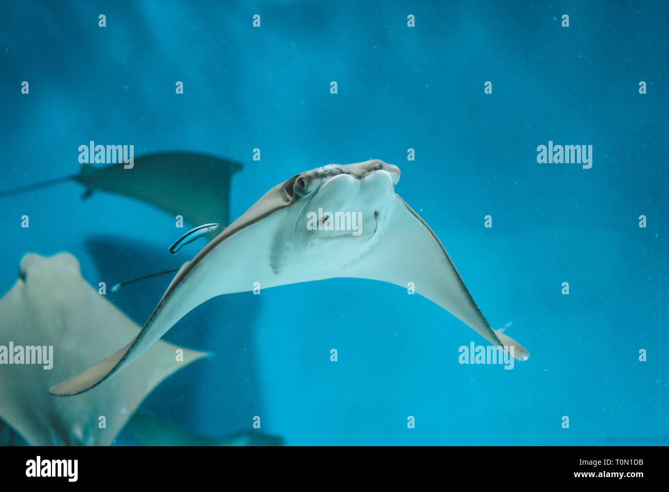 Cute stingray swims in aquarium close-up, bottom view Stock Photo - Alamy