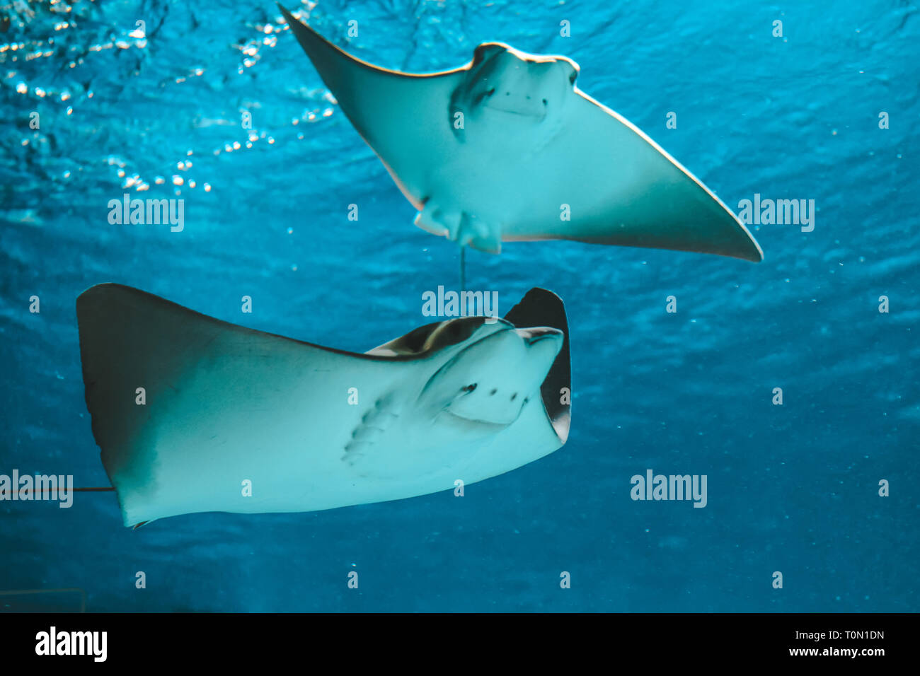 Cute stingray swims in aquarium close-up, bottom view Stock Photo - Alamy