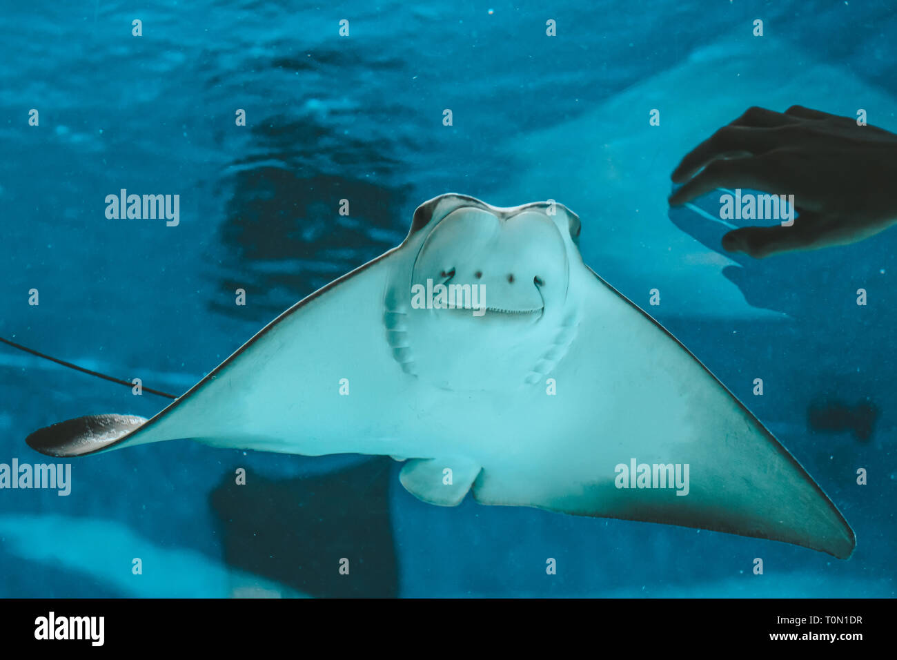 Stingray face hi-res stock photography and images - Alamy