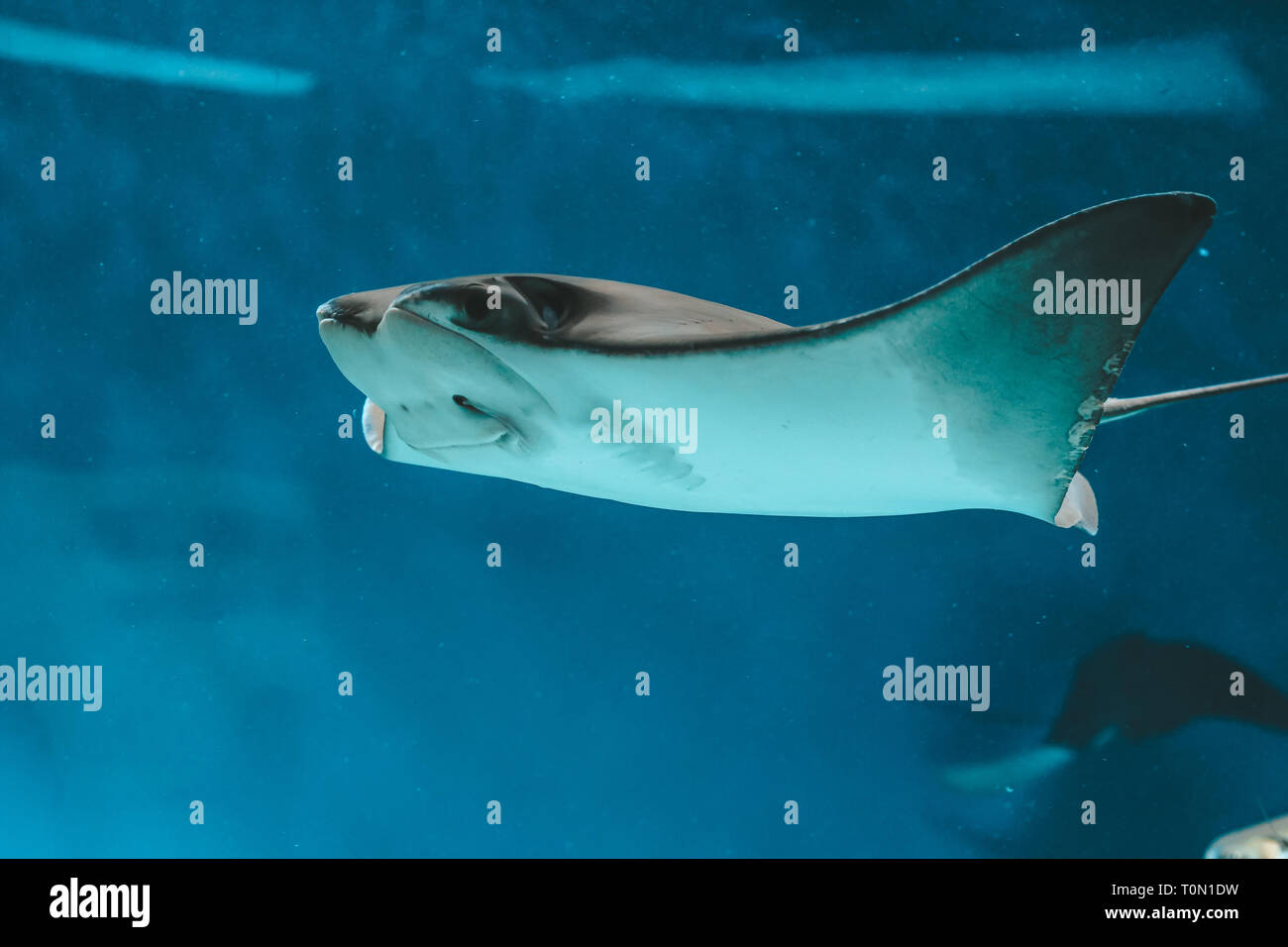 Cute stingray swims in aquarium close-up, bottom view Stock Photo - Alamy