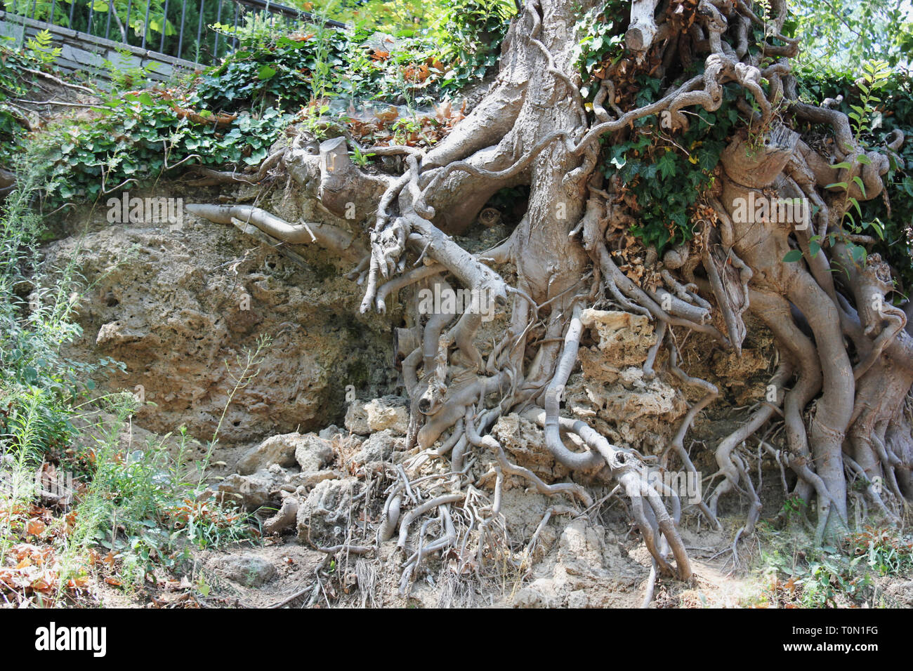 Big tree roots at the forest Stock Photo - Alamy