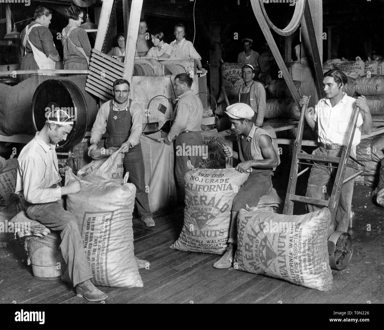 america, california, los angeles, workers work walnuts, 1920 Stock ...