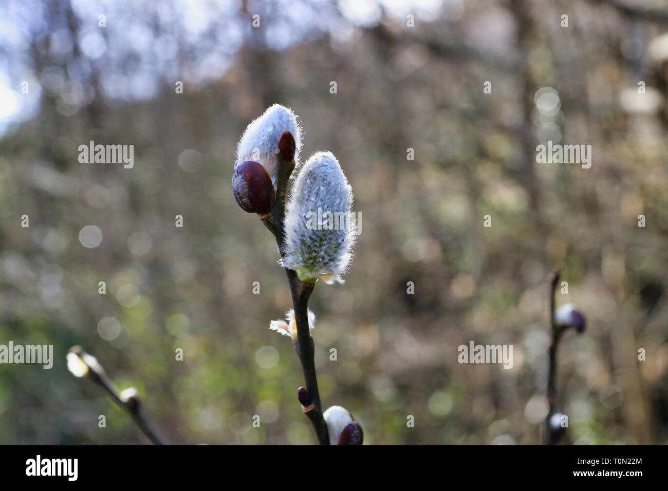Furry buds hi-res stock photography and images - Alamy